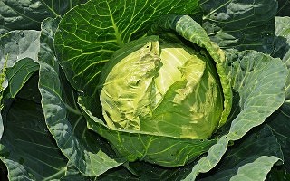 Col salteada con pimentón y comino - Armonía Corporal